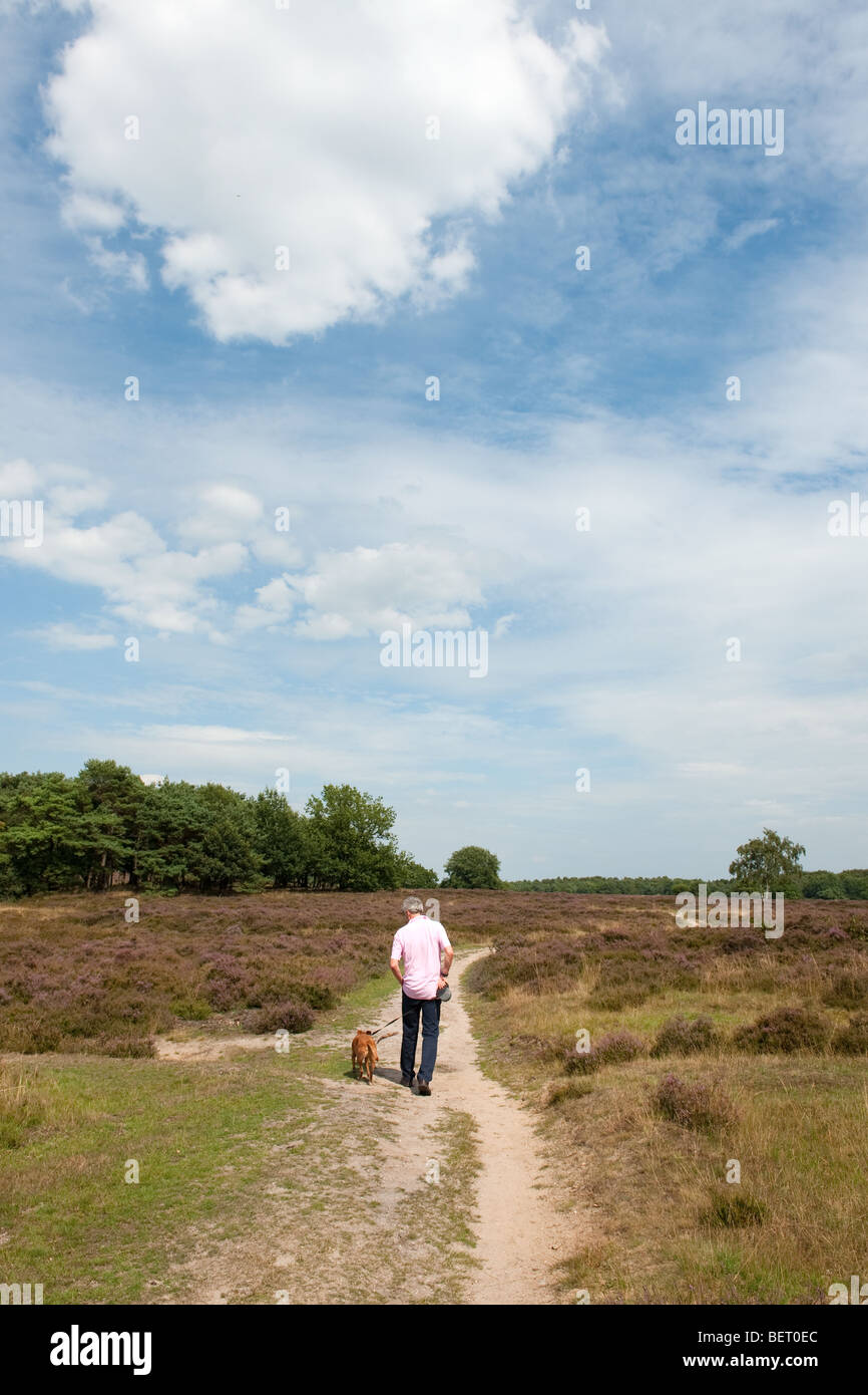 Landscape with man and dog in purple heath fields Stock Photo - Alamy