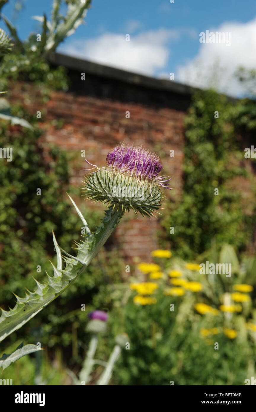 Thistle brick wall hi-res stock photography and images - Alamy