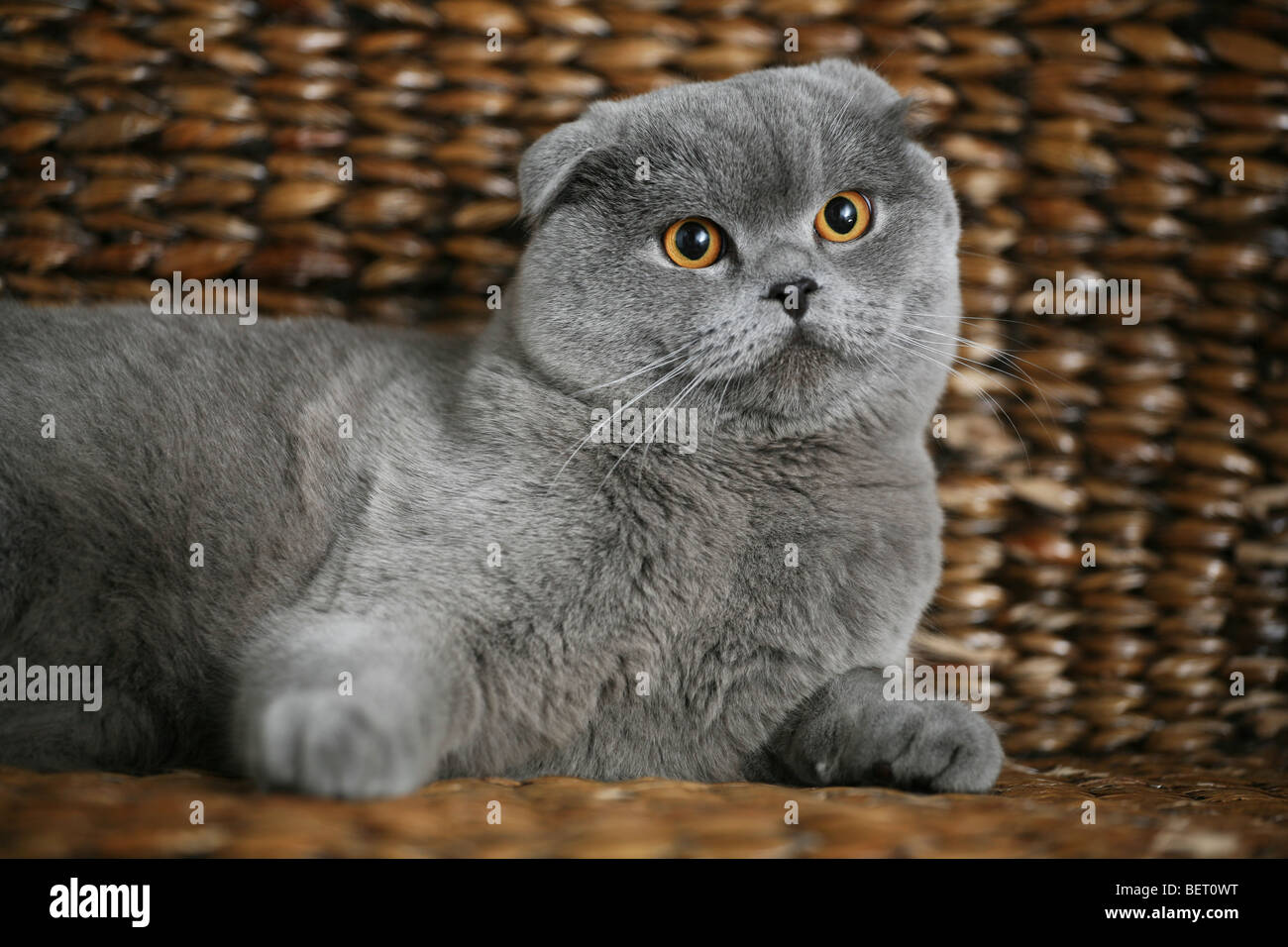Scottish Fold Cat Stock Photo - Alamy