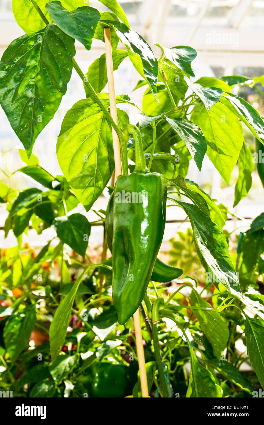 Poblano pepper hi-res stock photography and images - Alamy