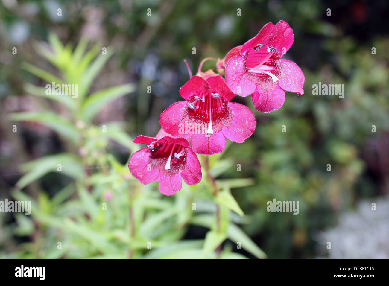 wild flower totnes devon uk Stock Photo - Alamy