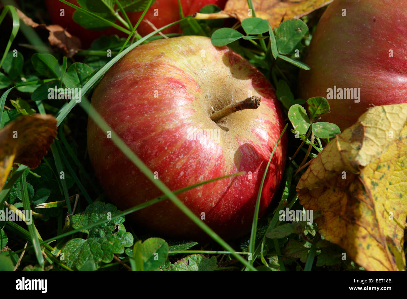 Fallen autumn red apples in an apple orchard Stock Photo - Alamy