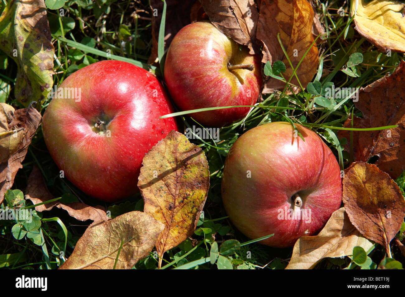 Fallen autumn red apples in an apple orchard Stock Photo - Alamy