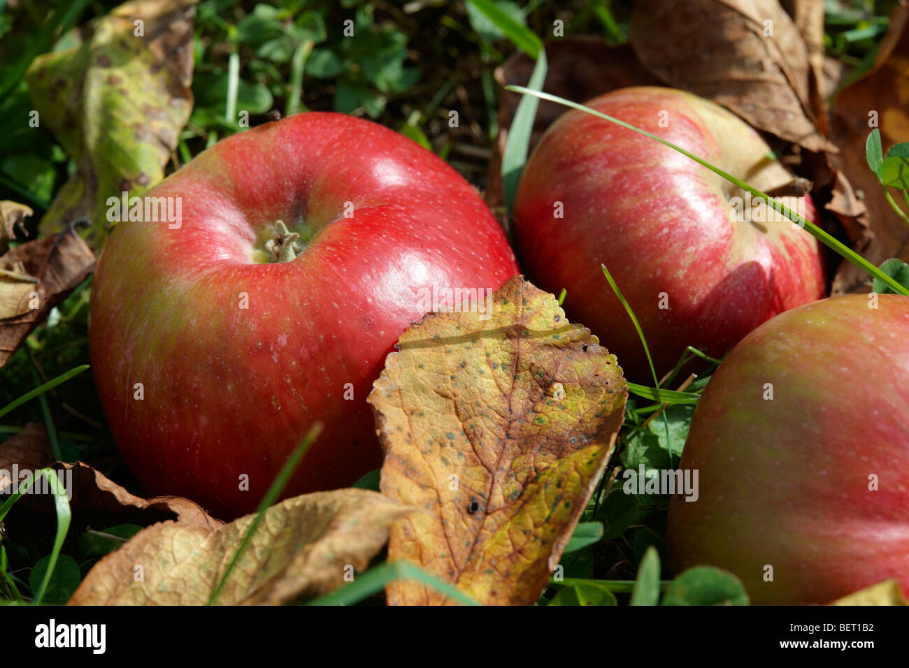 Fallen autumn red apples in an apple orchard Stock Photo - Alamy