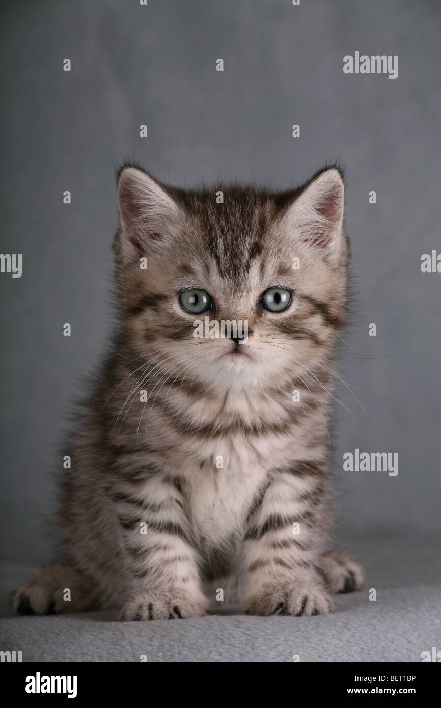 British Kitten Stock Photo - Alamy