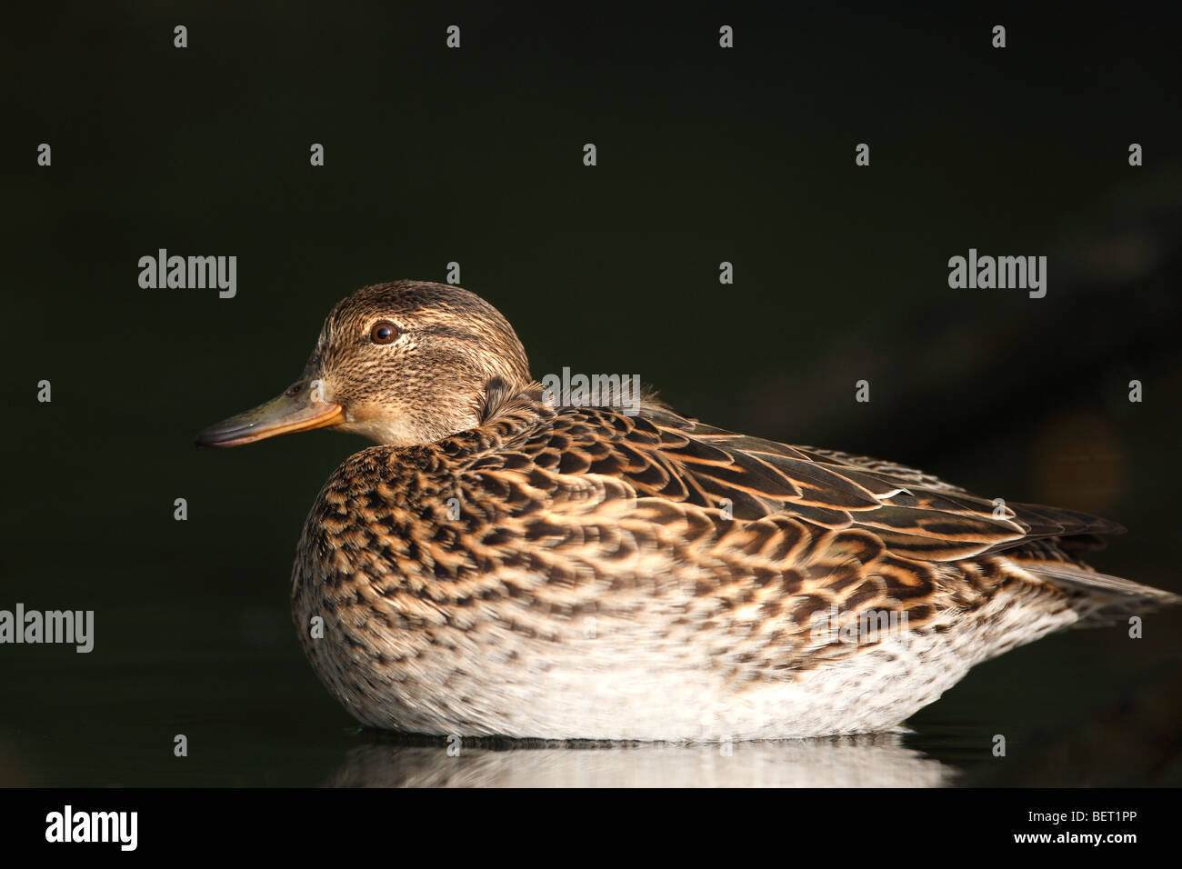 Female teal in water hi-res stock photography and images - Alamy