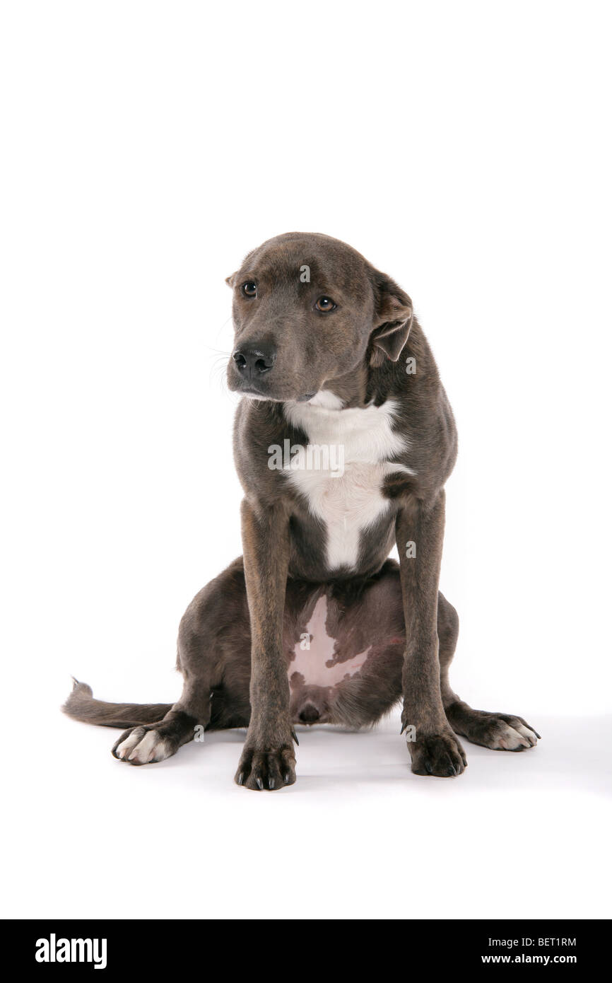 A sad brown, grey Lurcher dog sitting on its hind legs on a white ...