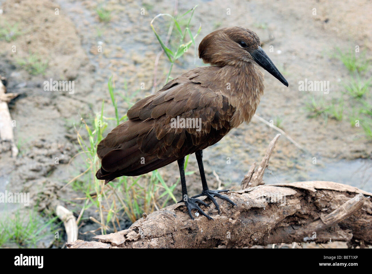 Hammerhead stork / Hamerkop in marsh (Scopus umbretta) in the Tarangire ...
