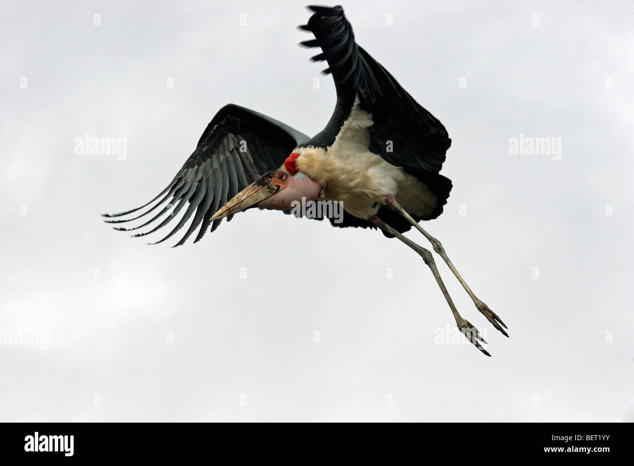 Flying marabou storks hi-res stock photography and images - Alamy