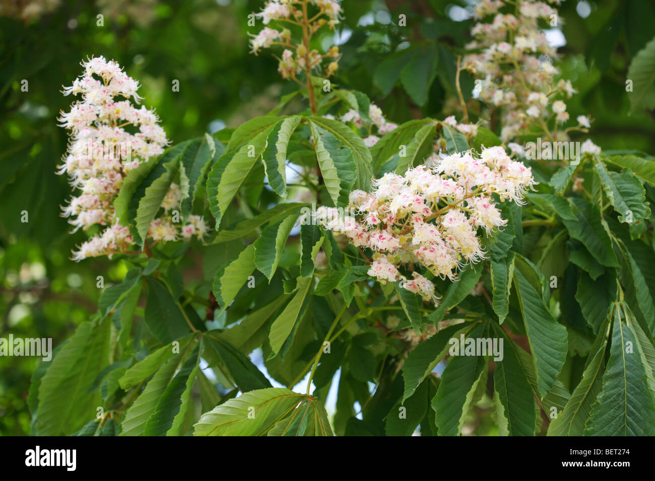 Flowers on the chestnut tree Stock Photo - Alamy