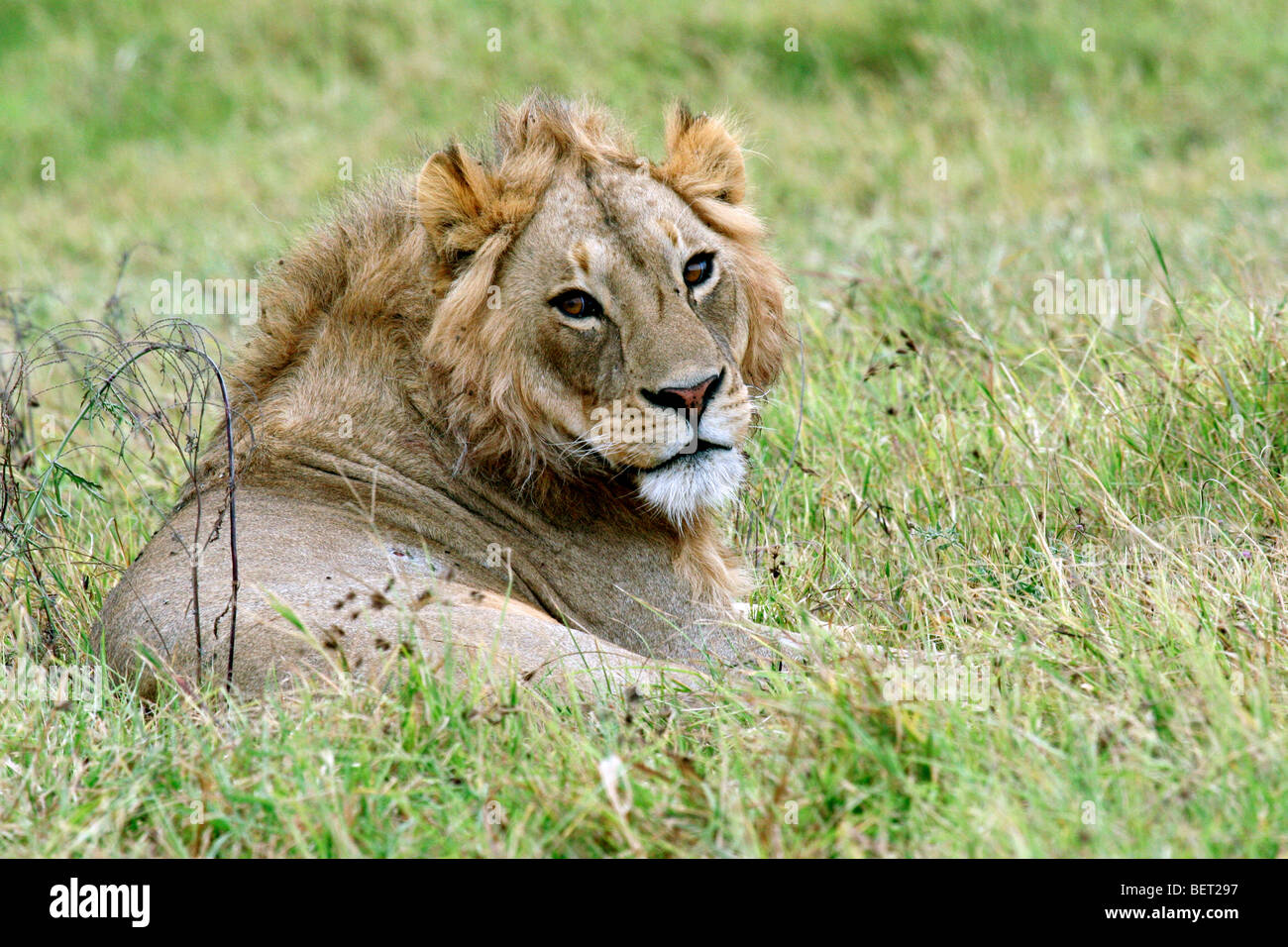 Young male lion (Panthera leo) resting on the savanna, Ngorongoro ...