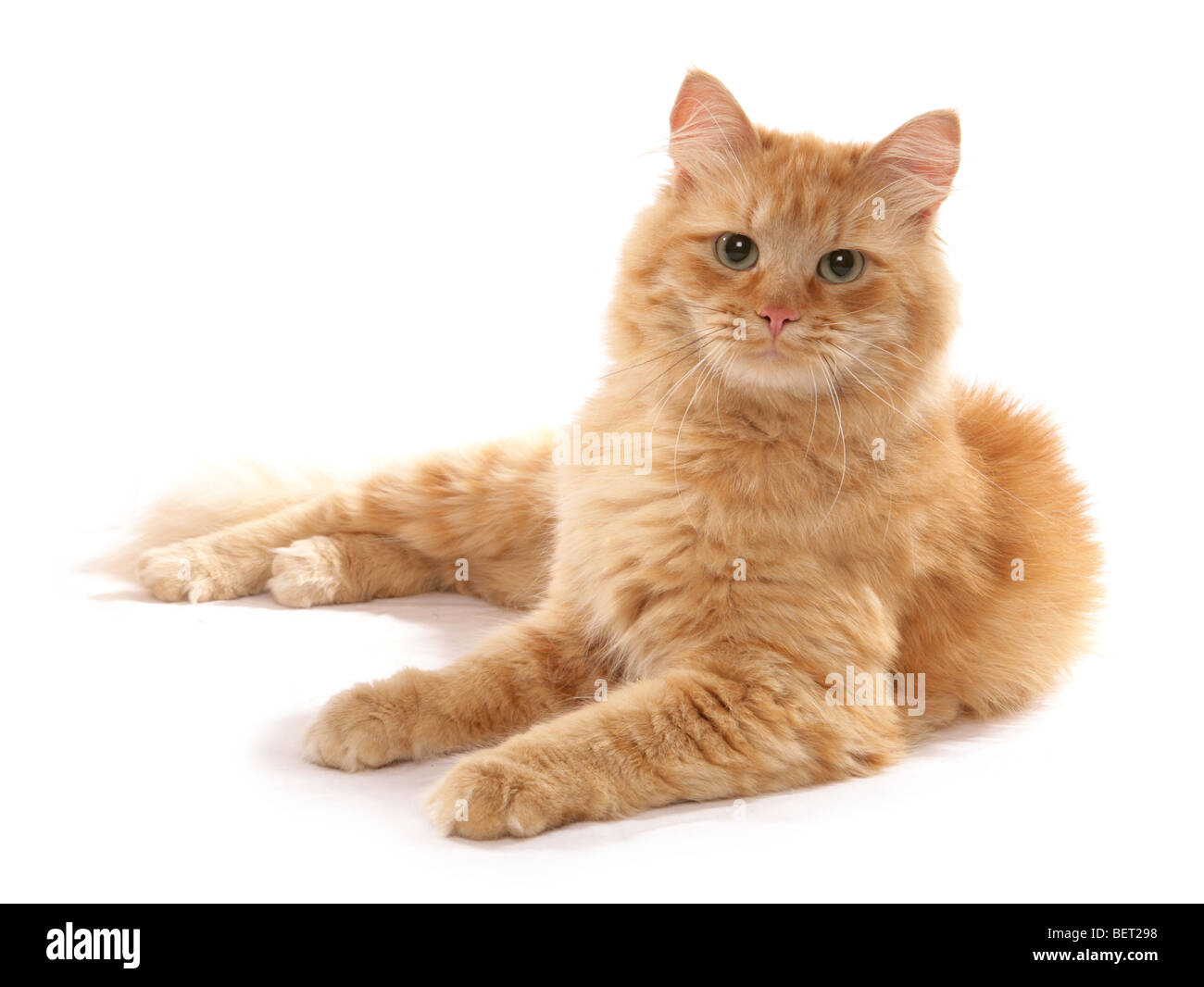 Red white tabby Cut Out Stock Images & Pictures - Alamy