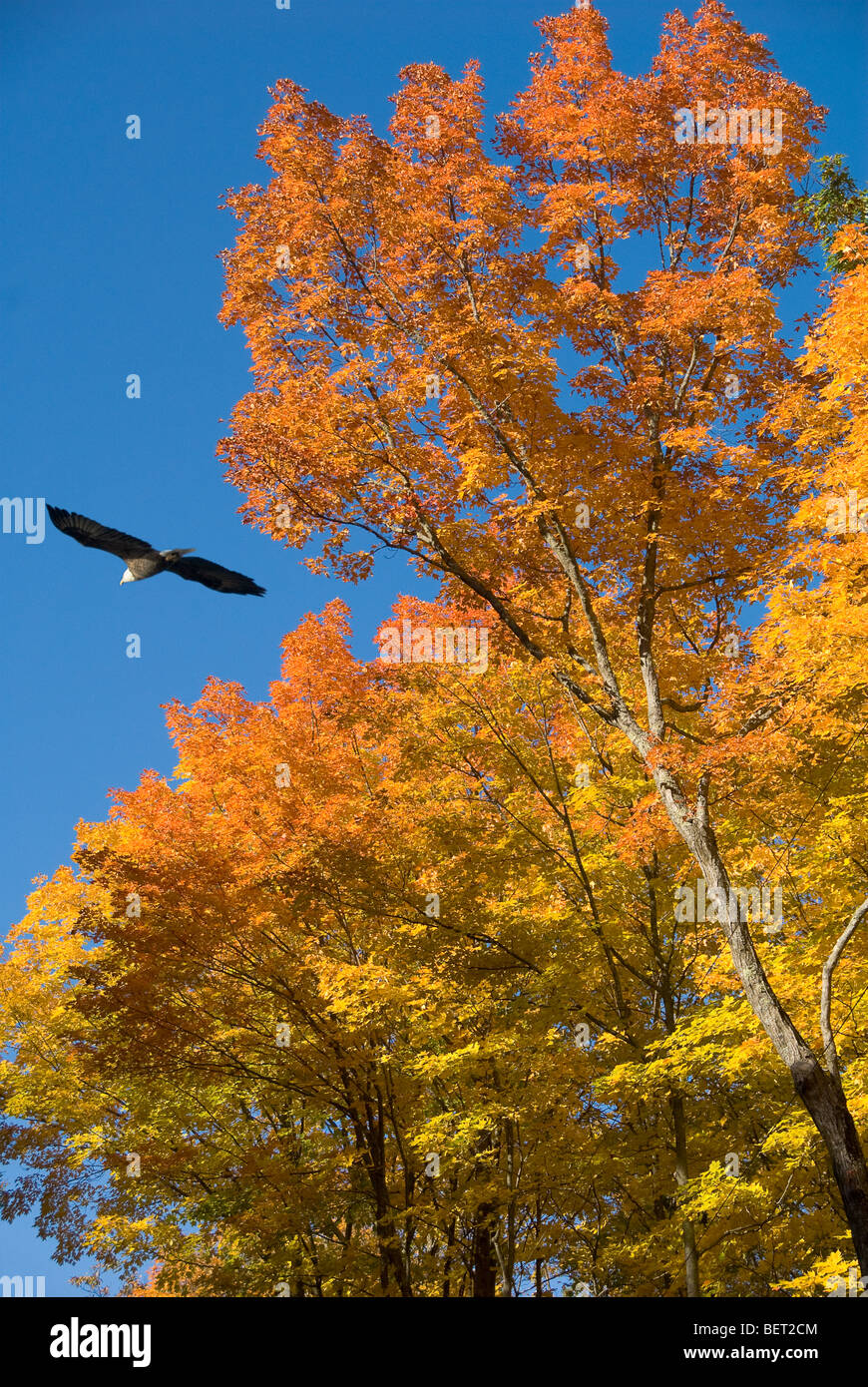 Bald eagle flying over trees hi-res stock photography and images - Alamy
