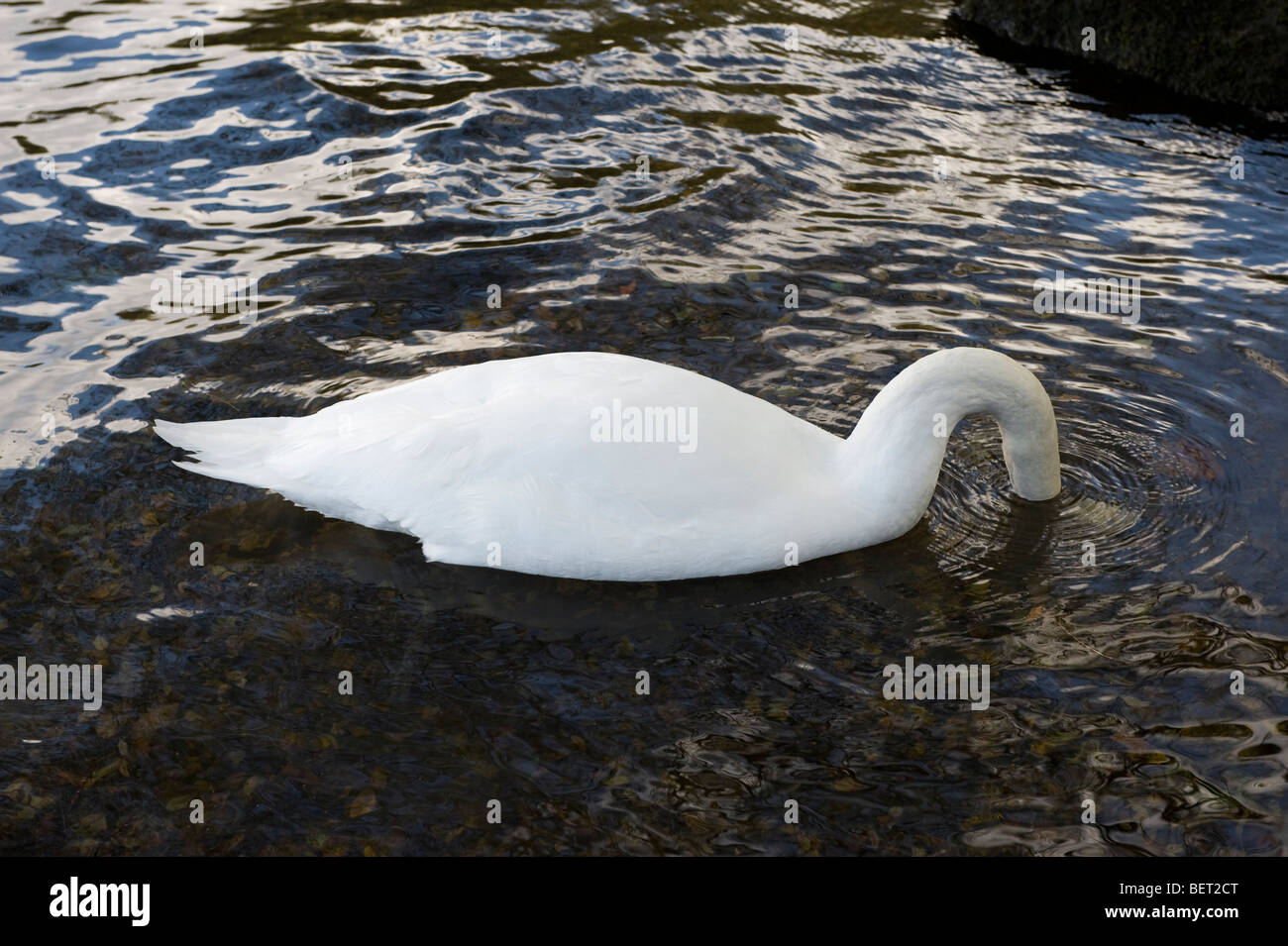 Headless bird hi-res stock photography and images - Alamy