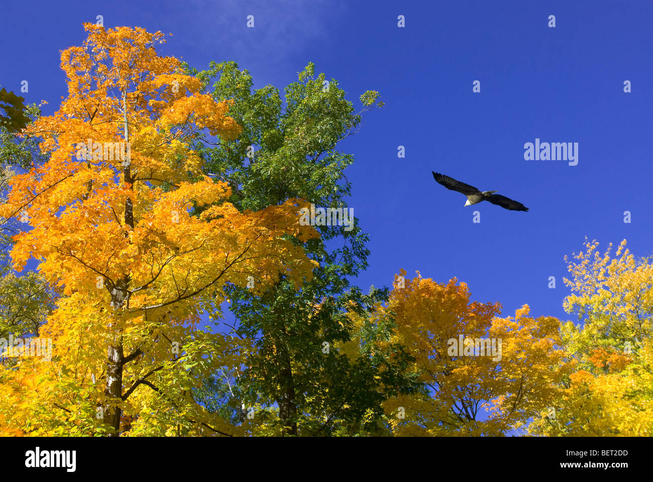American Bald Eagle flying over fall colors in Stone Lake, Wisconsin ...