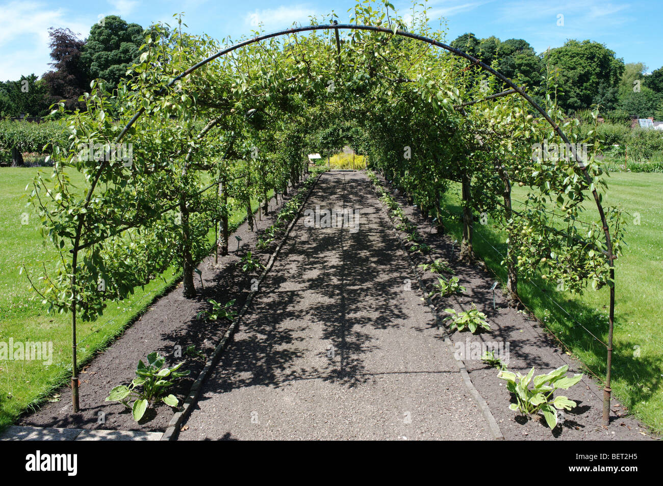 Fruit tree tunnel arch hi-res stock photography and images - Alamy