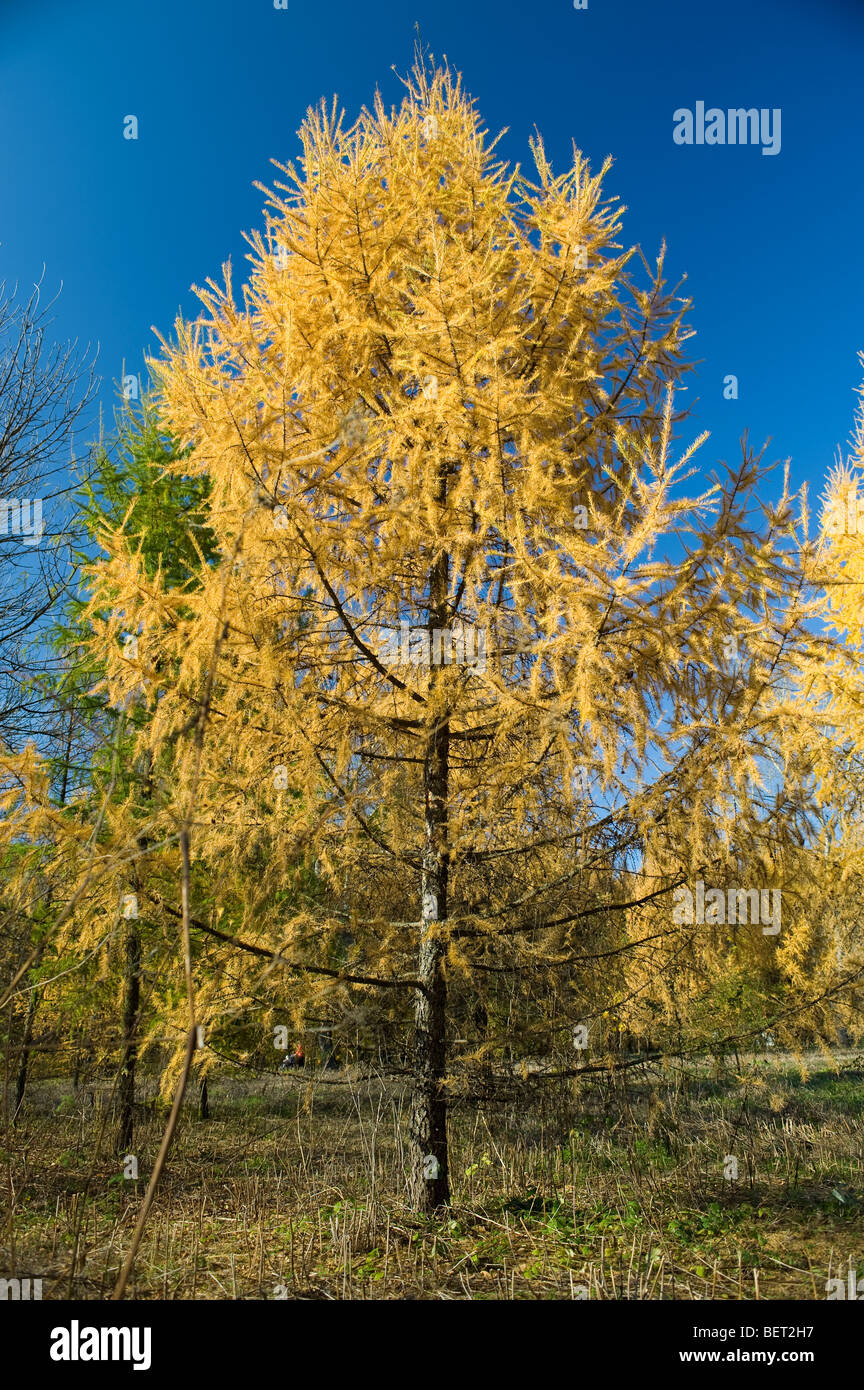 yellow Fur tree in the autumn park Stock Photo - Alamy