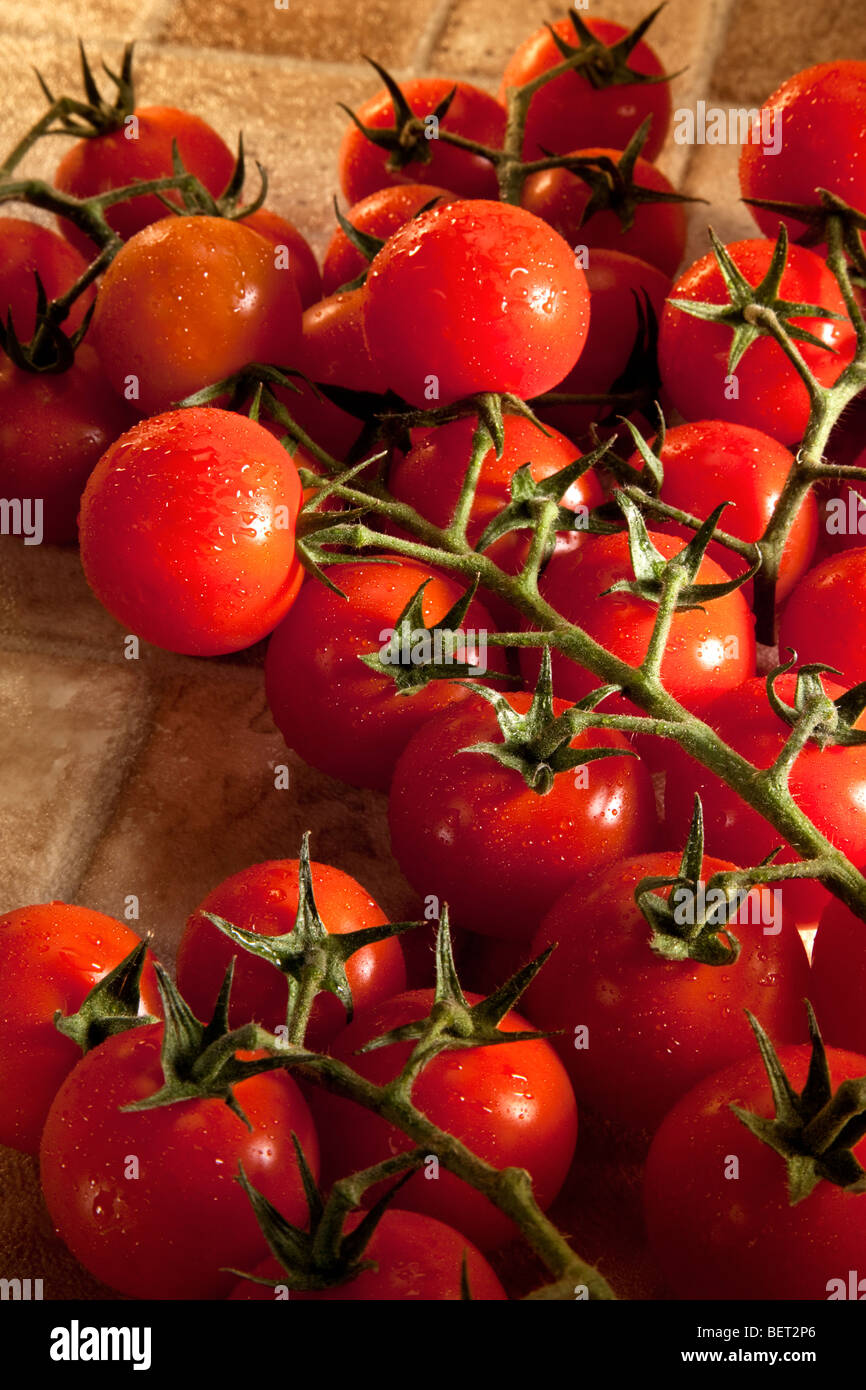 The tomato (Solanum lycopersicum Stock Photo - Alamy