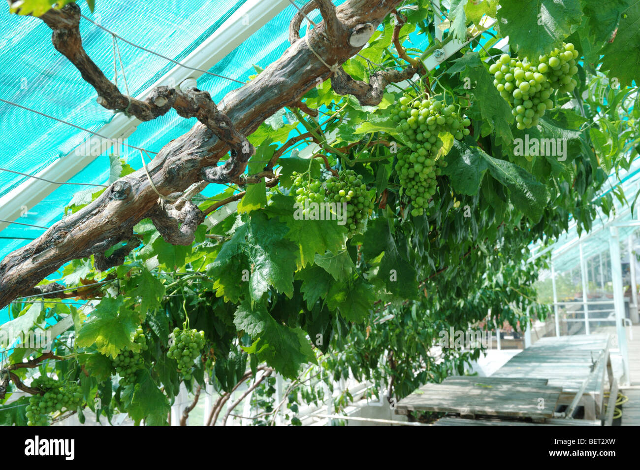 Grapes on the vine in greenhouses at Croxteth Hall Gardens Stock Photo ...