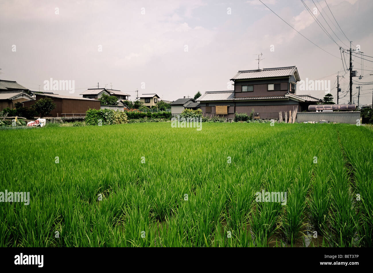 Rice plantation. Ikaruga. Nara Prefecture. Kansai (aka Kinki) region ...
