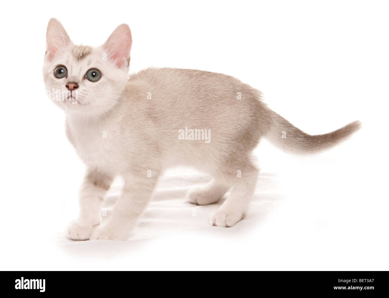 burmilla kitten cat studio portrait Stock Photo - Alamy