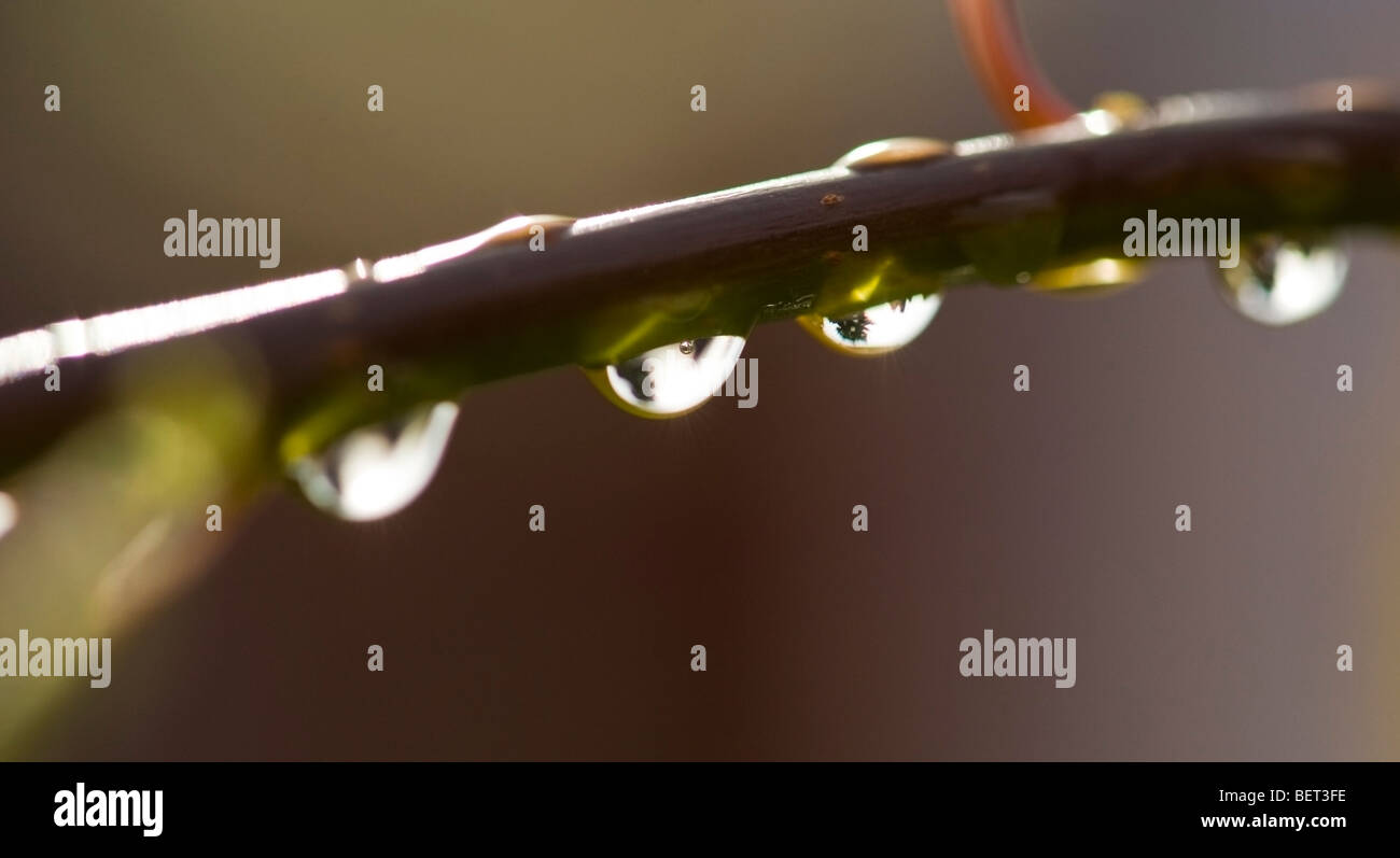 Dwarf willow tree hi-res stock photography and images - Alamy