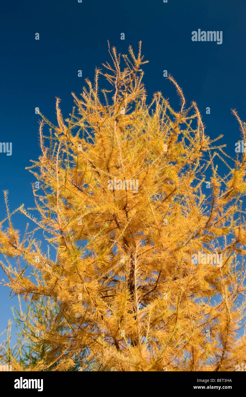 yellow Fur tree in the autumn park Stock Photo - Alamy