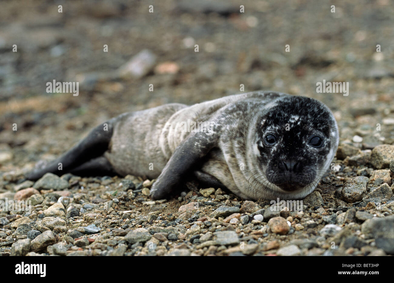 Harbor seal pup pebble beach hi-res stock photography and images - Alamy