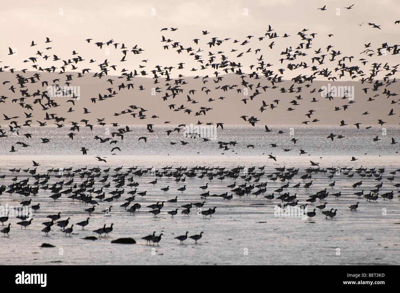 Barnacle geese leucopsis taking off hi-res stock photography and images ...
