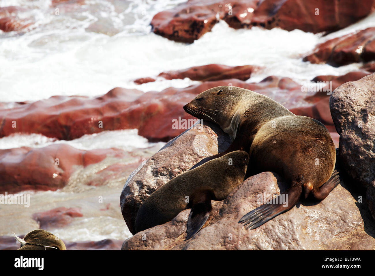Seal colony hi-res stock photography and images - Alamy