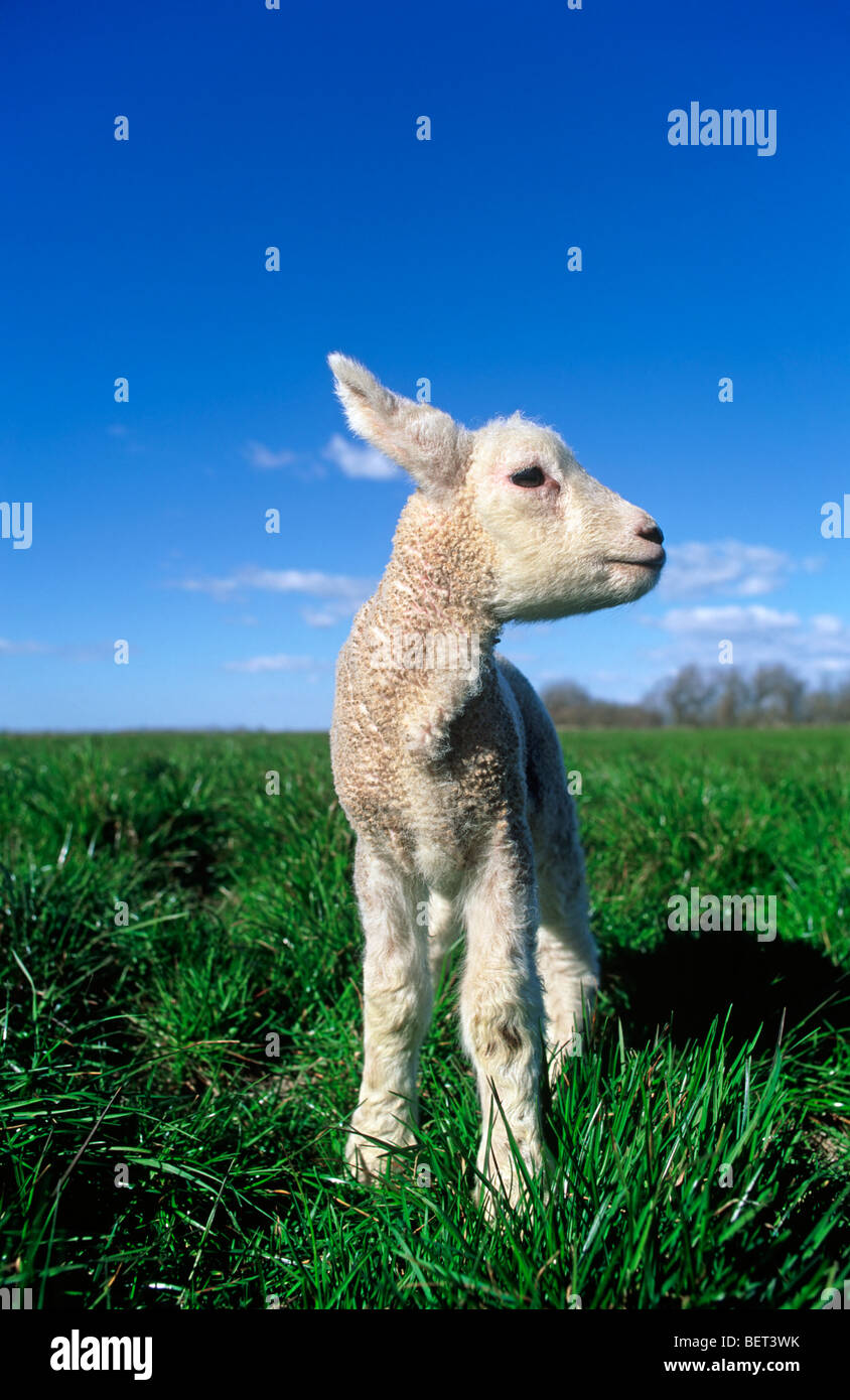 White sheep lamb (Ovis aries) in meadow Stock Photo - Alamy