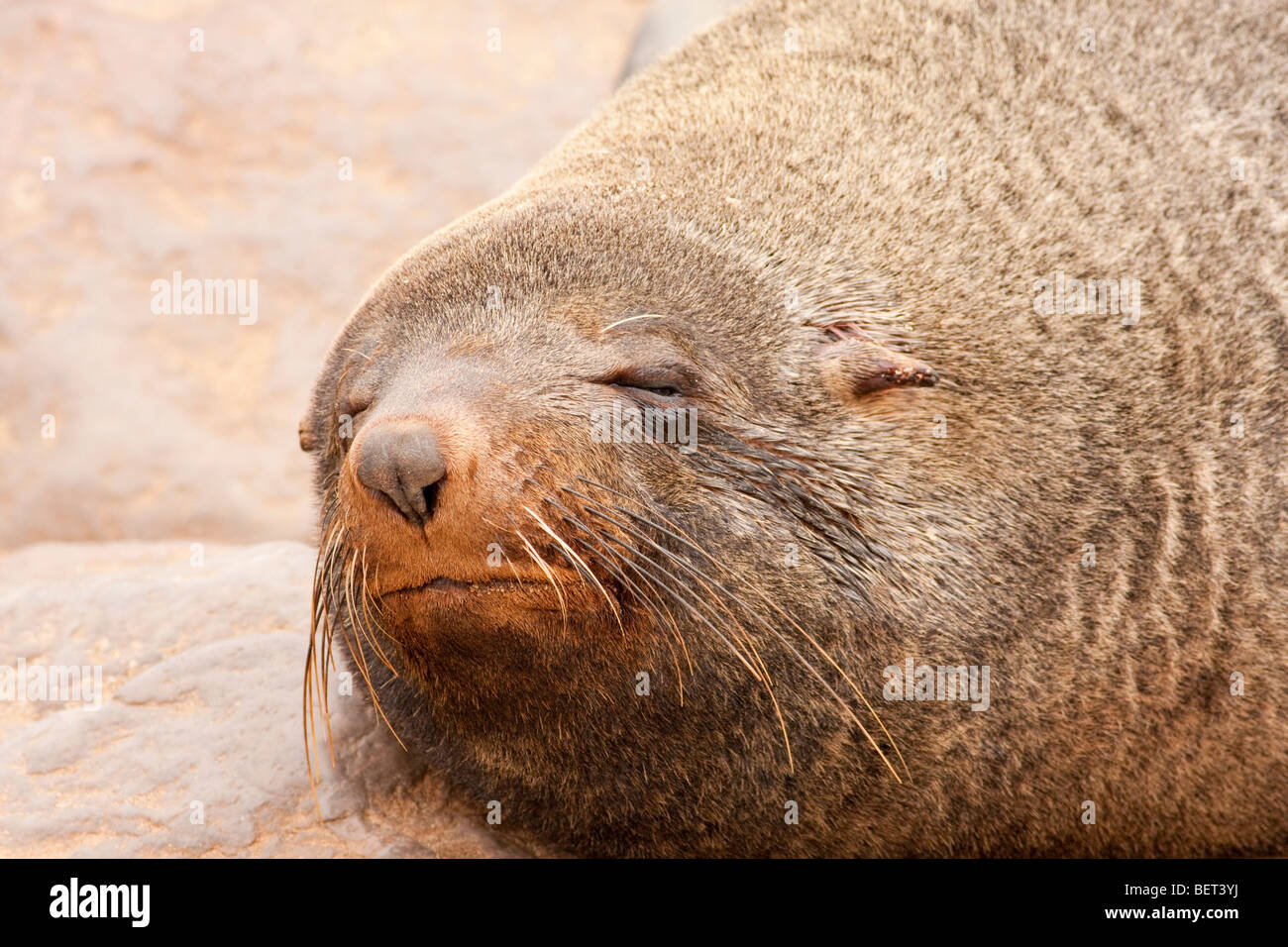 Cape fur seal, (Arctocephalus pusillus), Cape Cross, Namibia Stock ...