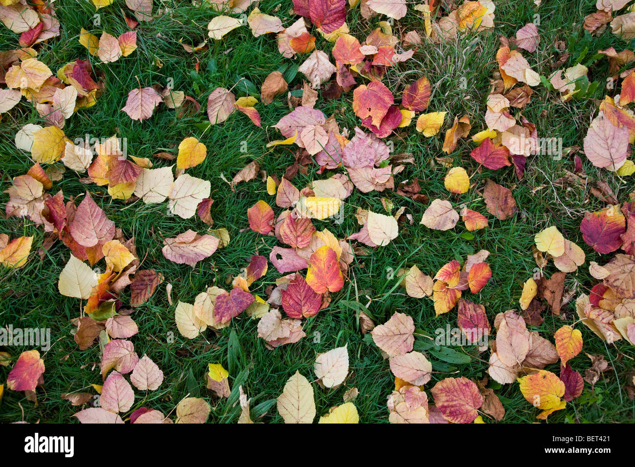 Fallen Autumn leaves Stock Photo - Alamy