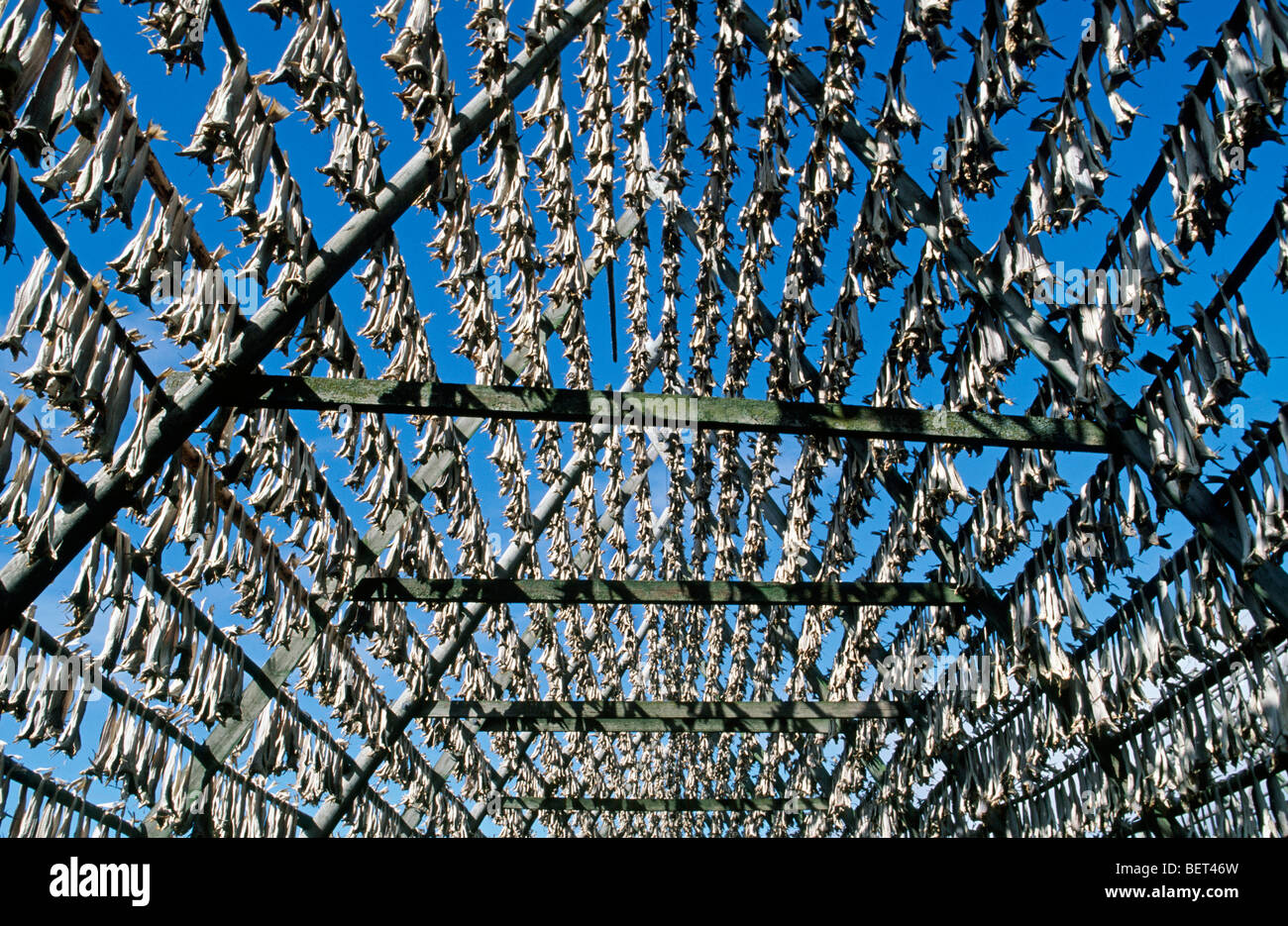 Atlantic cod (Gadus morhua) drying as stockfish on wooden racks / hjell ...