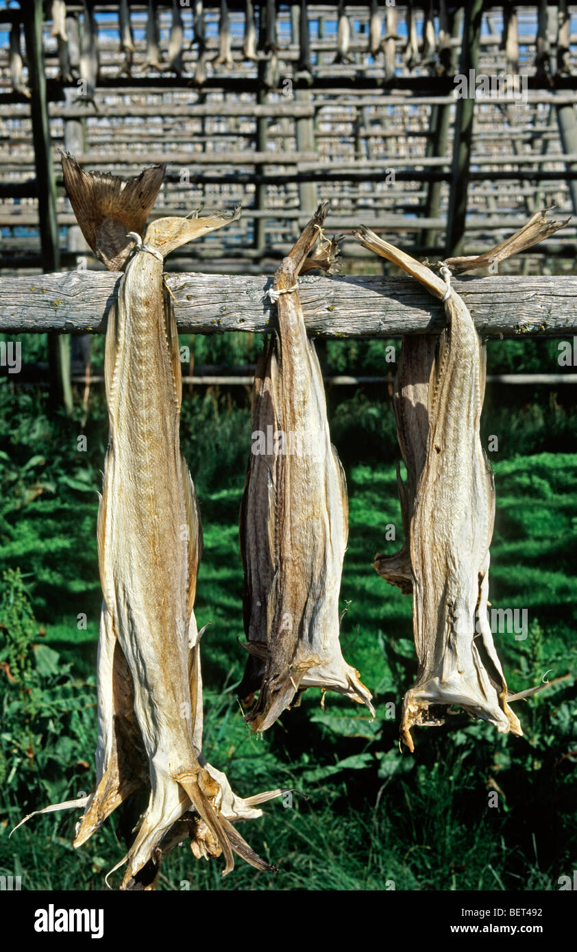 Atlantic cod (Gadus morhua) drying as stockfish on wooden racks / hjell ...