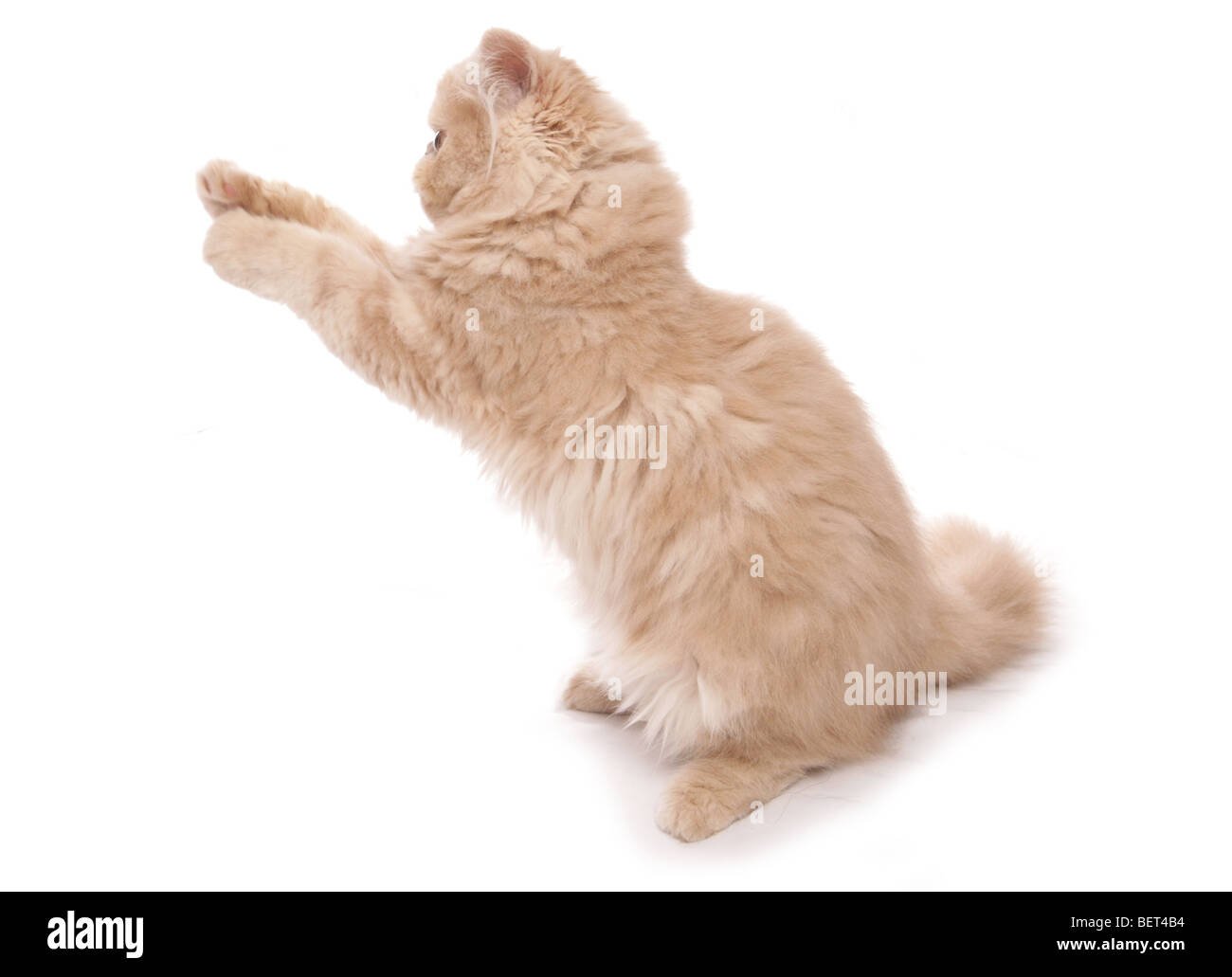 cream persian kitten playing studio portrait Stock Photo - Alamy