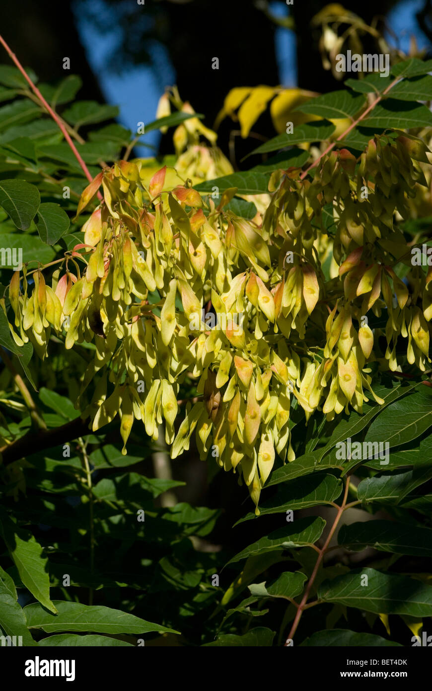 Ailanthus altissima tree hi-res stock photography and images - Alamy