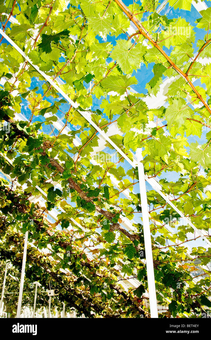 Curled leaf vines hi-res stock photography and images - Alamy