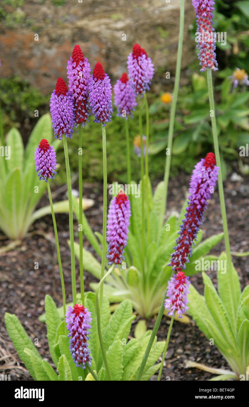 Mauve Primula High Resolution Stock Photography and Images - Alamy