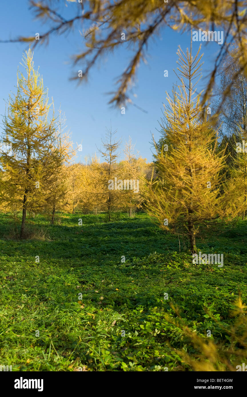 yellow Fur tree in the autumn park Stock Photo - Alamy
