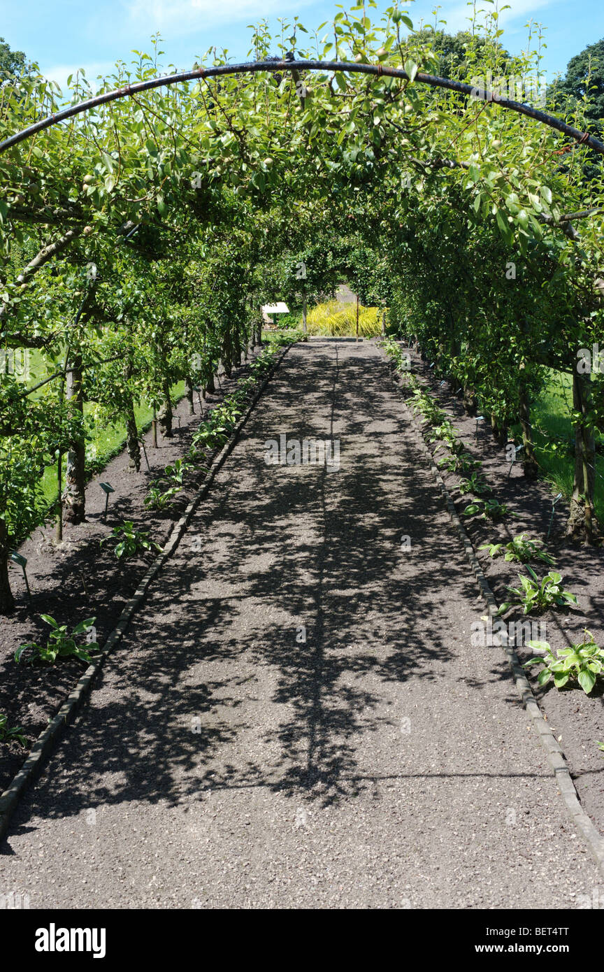 Fruit tree tunnel arch hi-res stock photography and images - Alamy