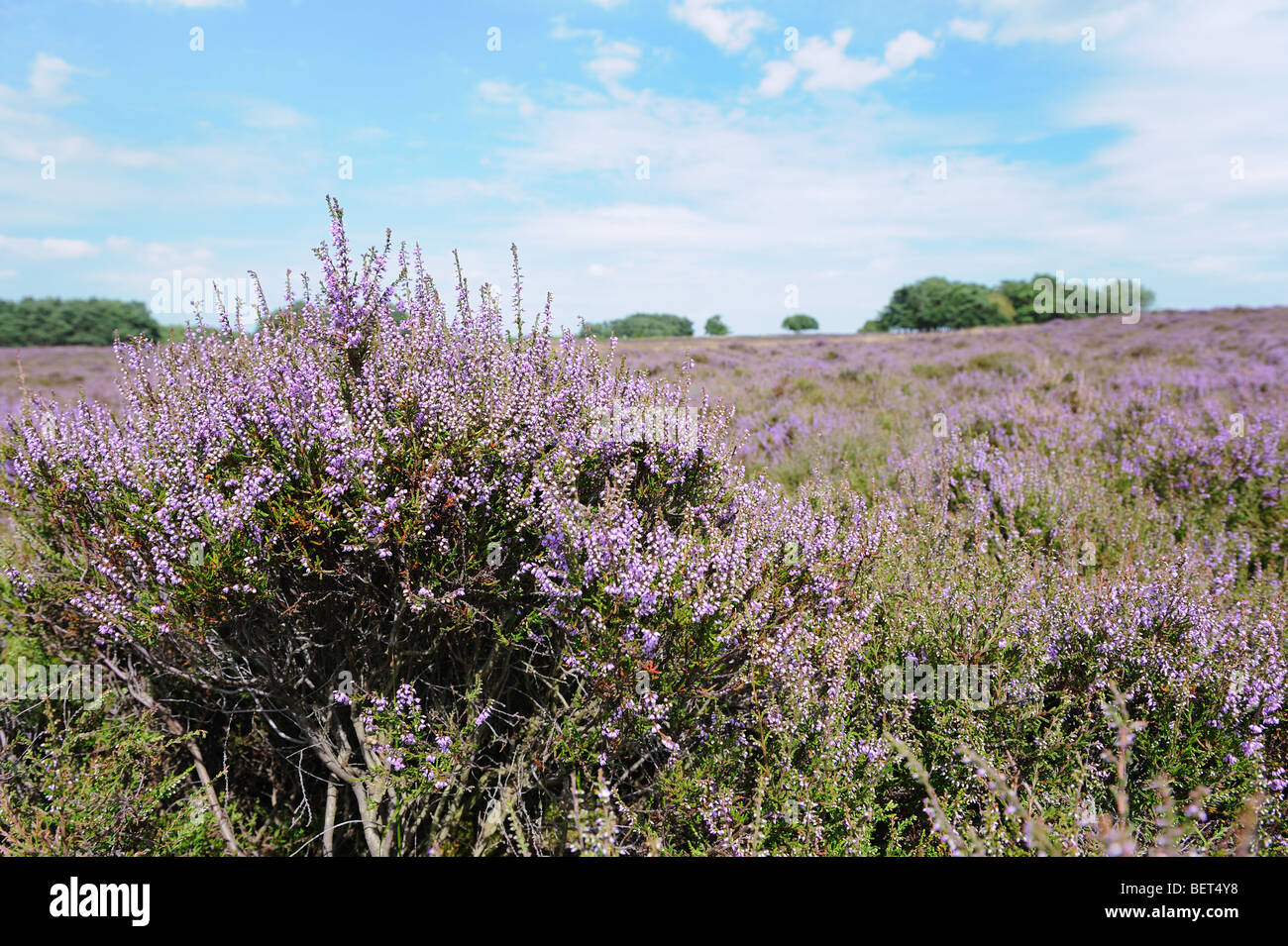 Heather fields in nature landscape Stock Photo - Alamy