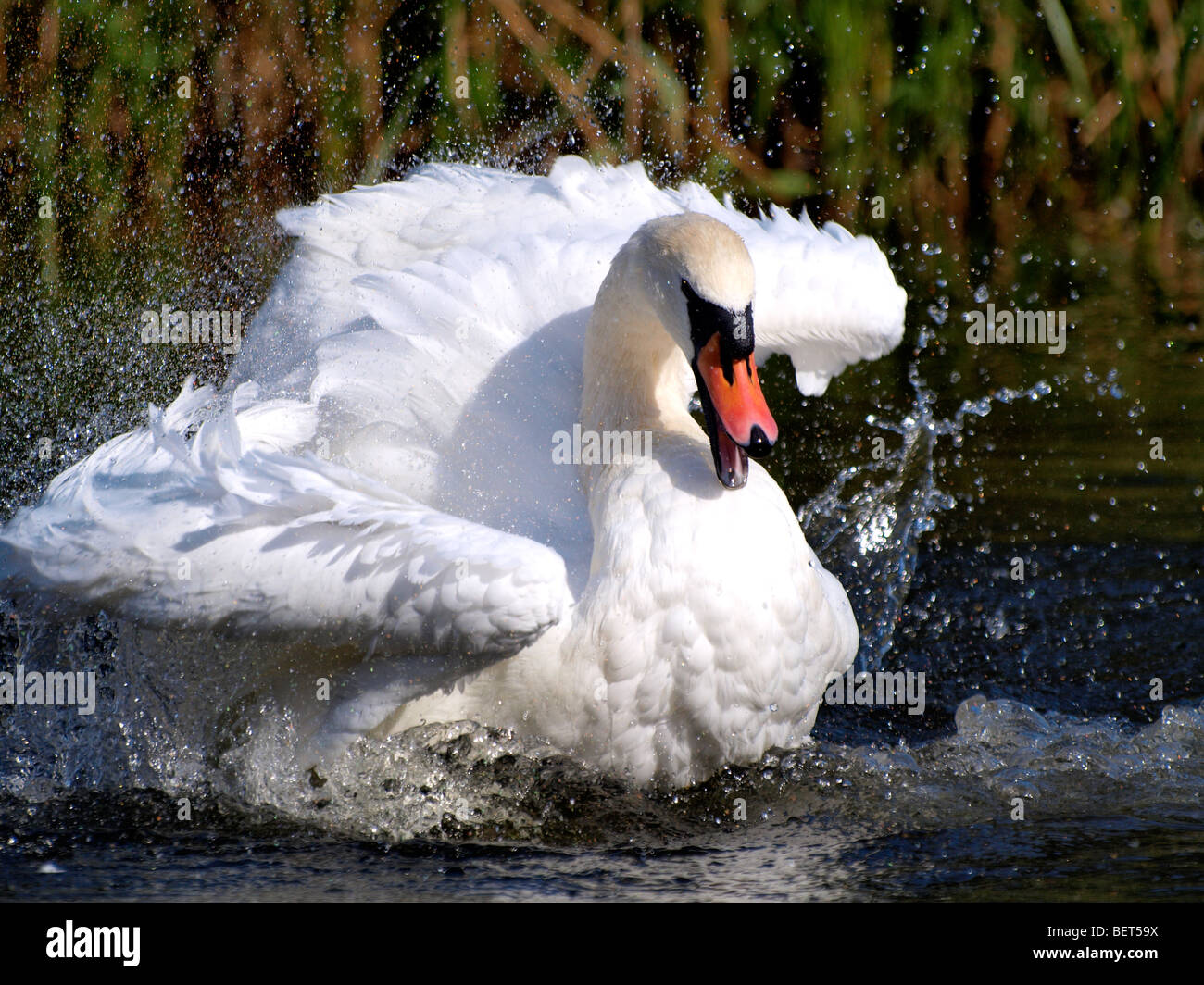 Splashing swan hi-res stock photography and images - Alamy