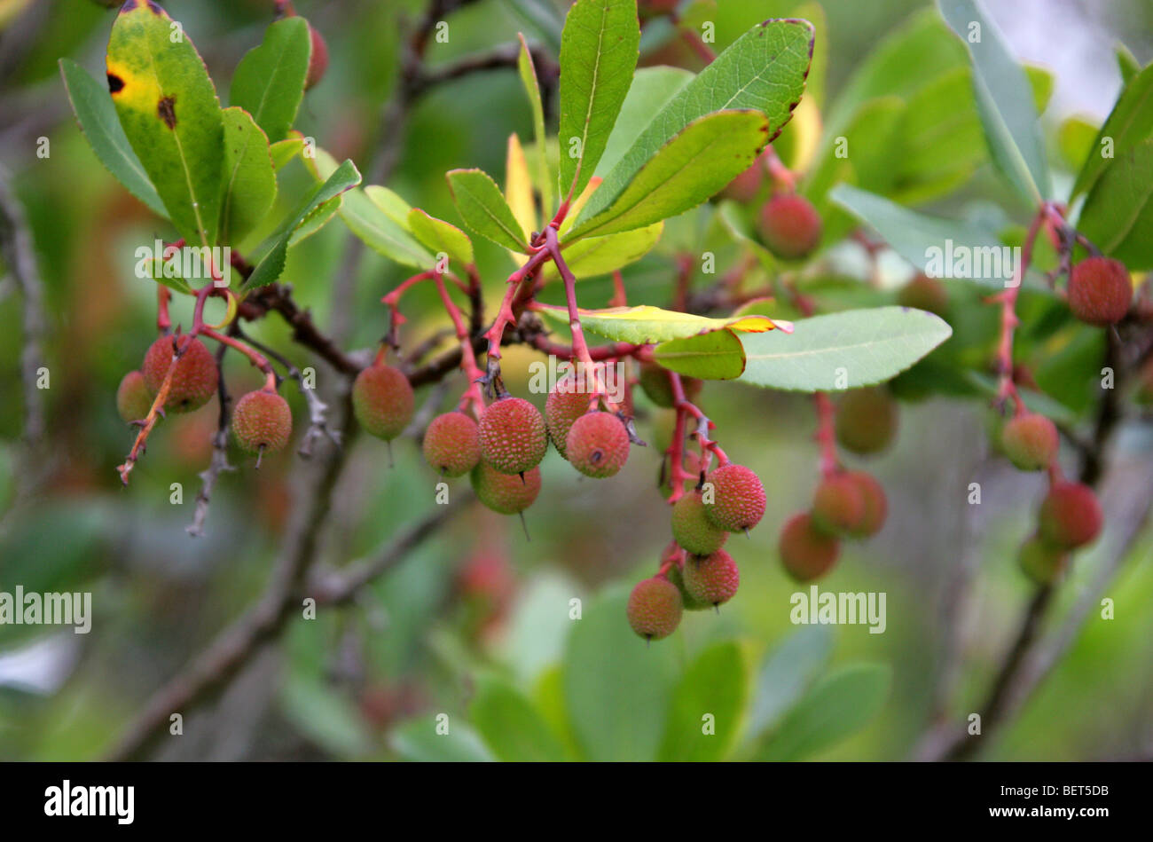 Arbutus, Killarney Strawberry Tree, Strawberry Madrone, Strawberry Tree ...