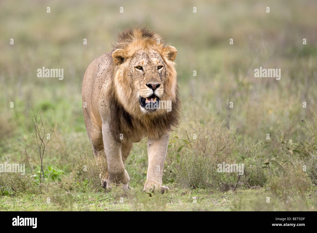 Lion prowling hi-res stock photography and images - Alamy