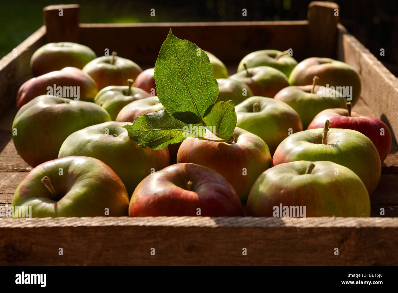 Picture apples hi-res stock photography and images - Alamy