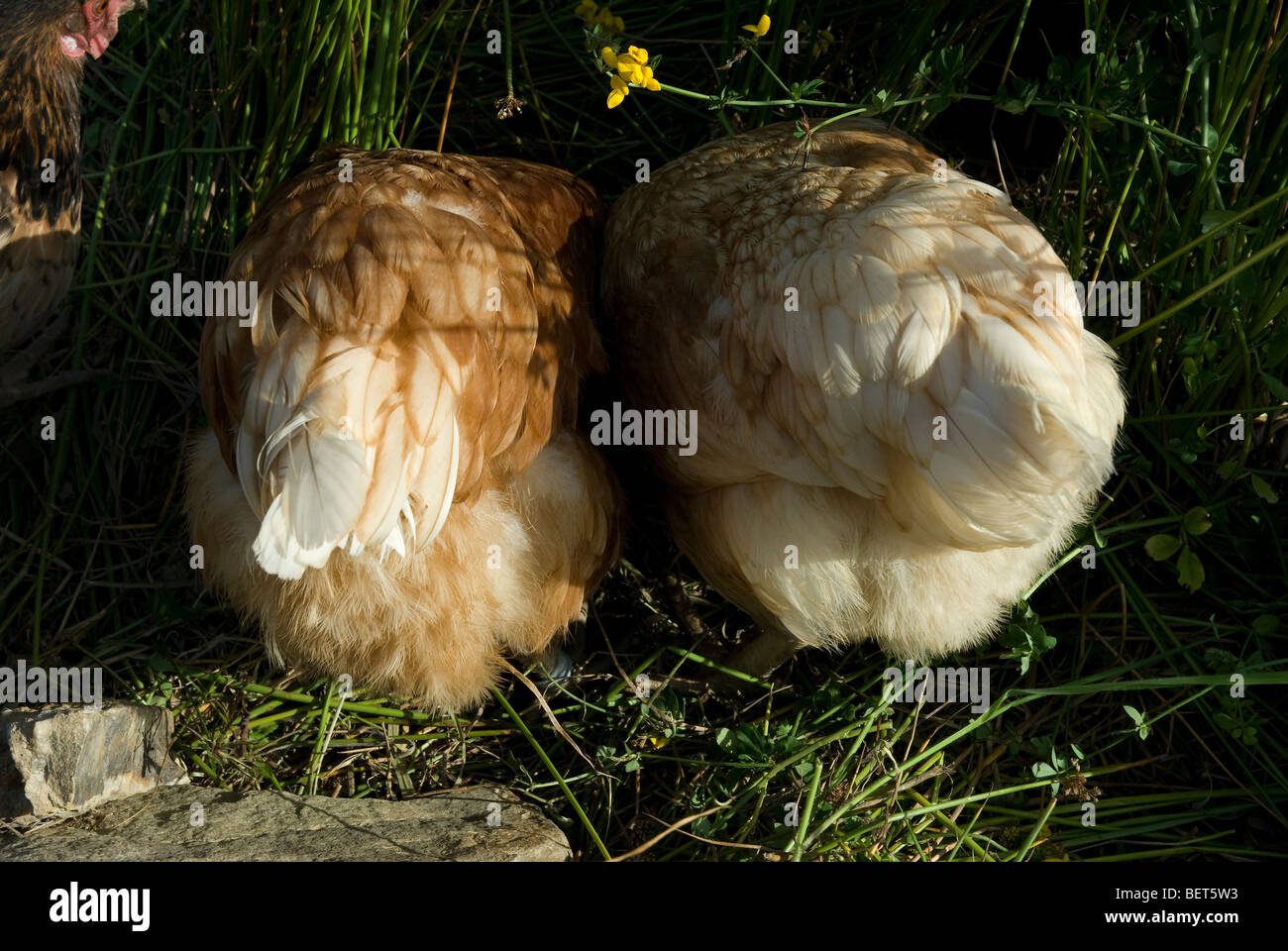 Freerange hens hi-res stock photography and images - Alamy