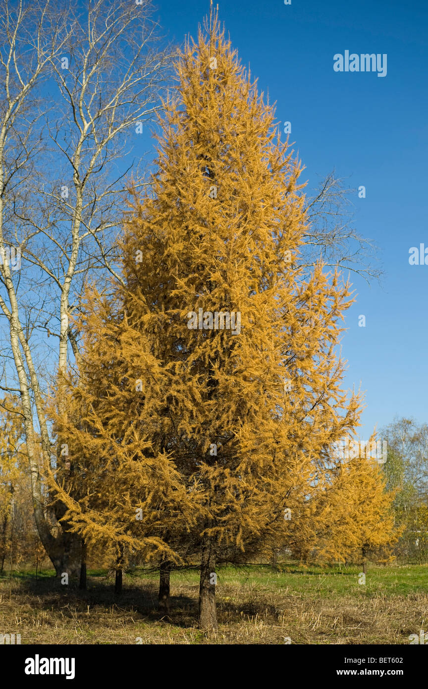 yellow Fur tree in the autumn park Stock Photo - Alamy