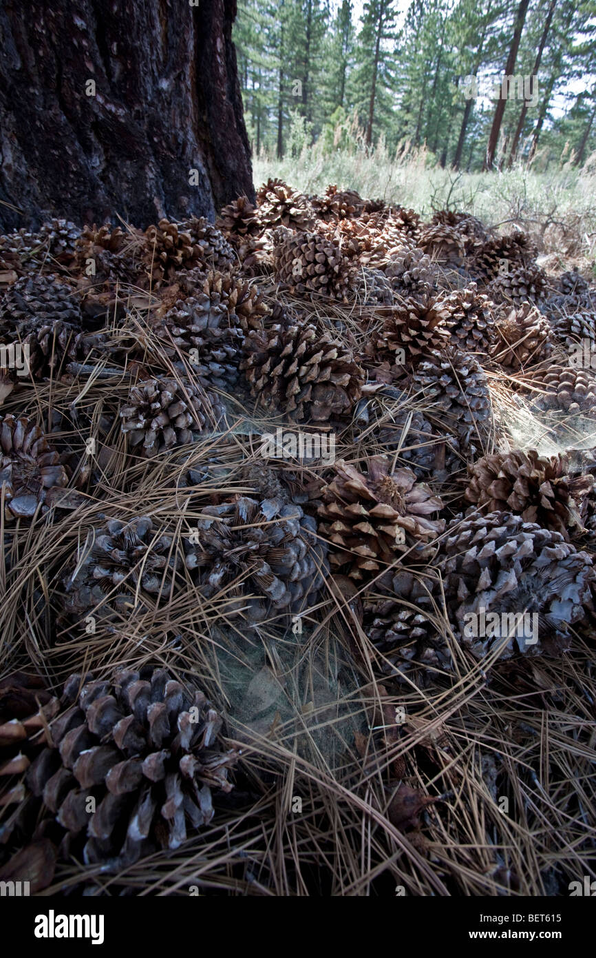 Ponderosa pine cones and spiders webs covered in yellow pine pollen ...