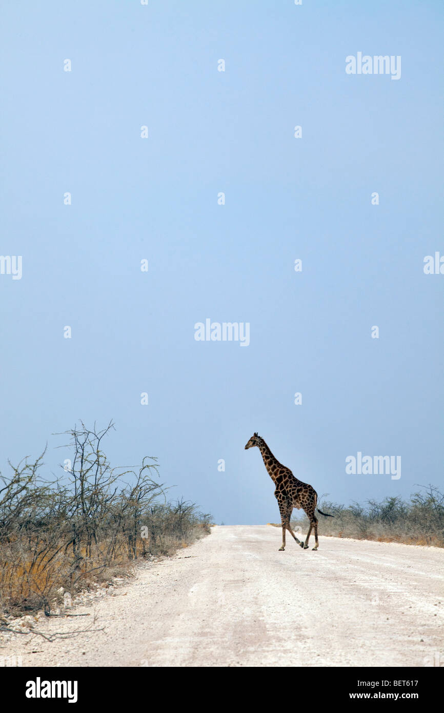 Giraffe crossing hi-res stock photography and images - Alamy